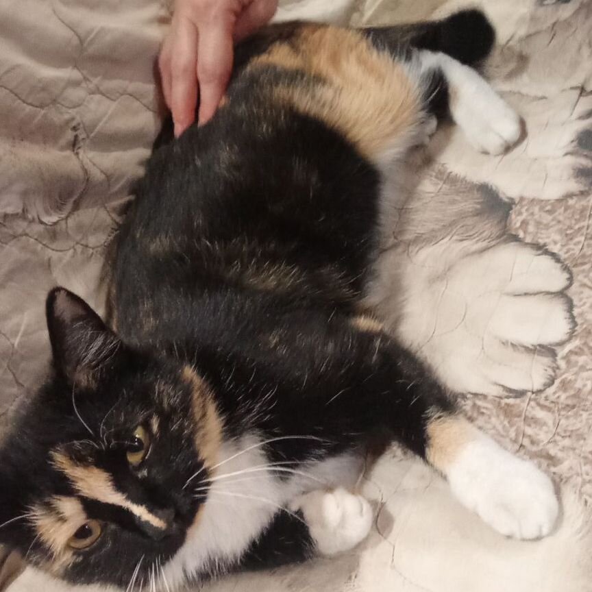 Британский короткошёрстный котёнок