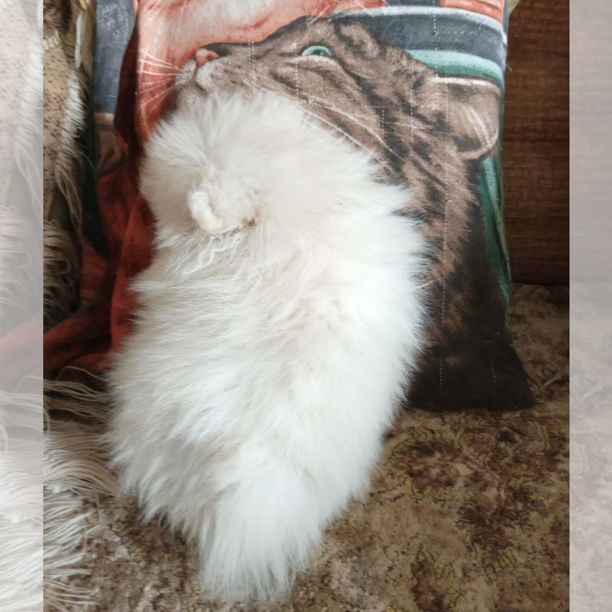 Померанский шпиц, щенок