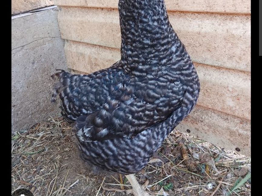 Курица несушка (доминант)