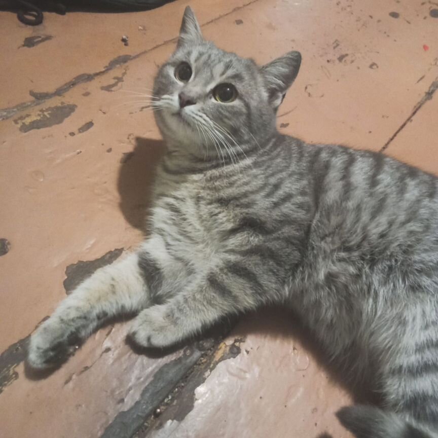 Британский короткошёрстный котёнок