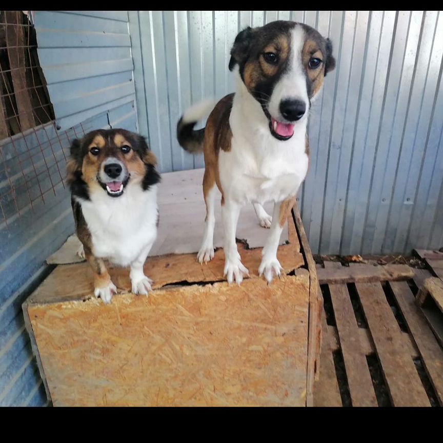 Собака в добрые руки