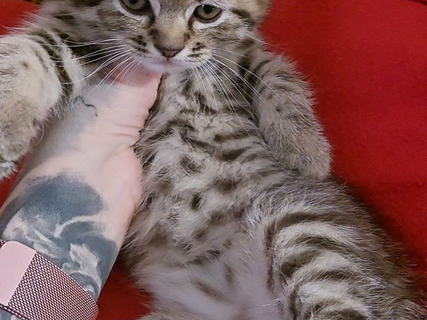 Котята шотландцы