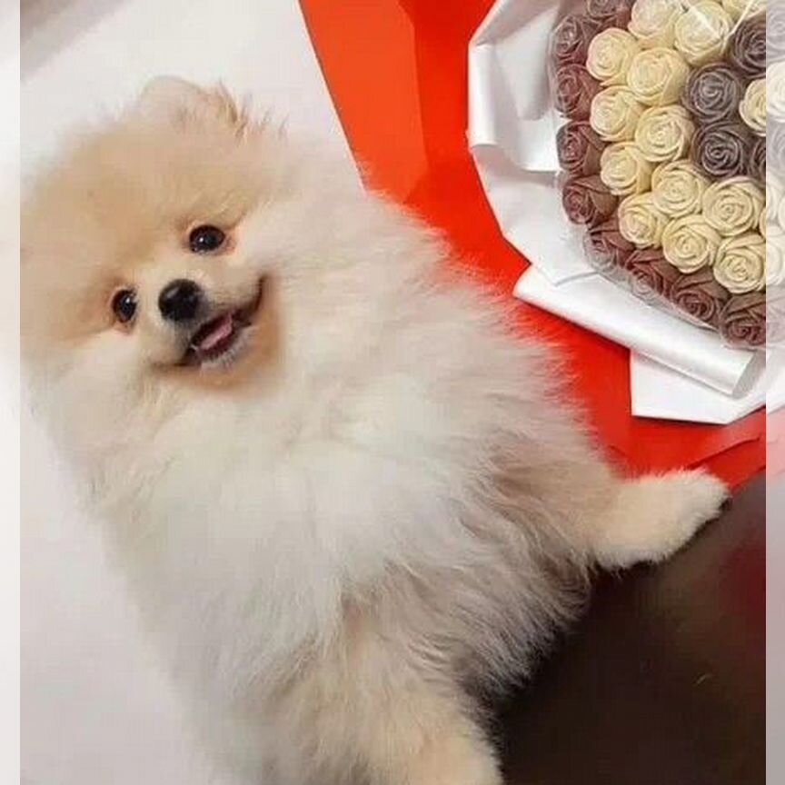 Померанский шпиц, щенок