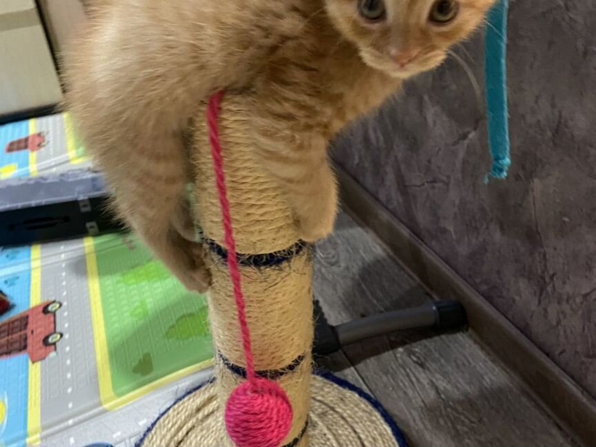 Золотой котенок