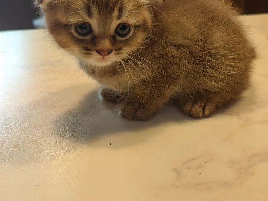 Котята
