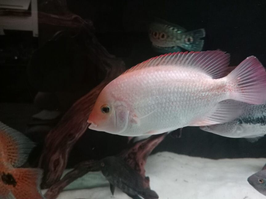 Рыба Вьехи гибриды