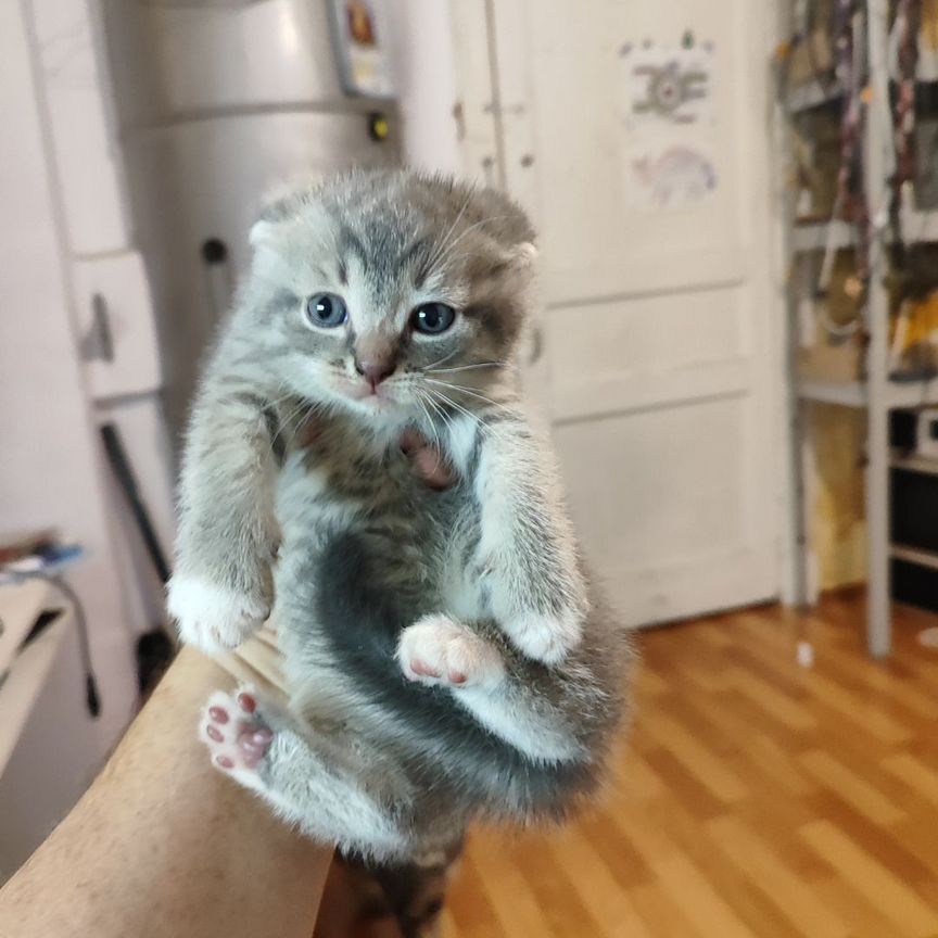 Шотландская вислоухая