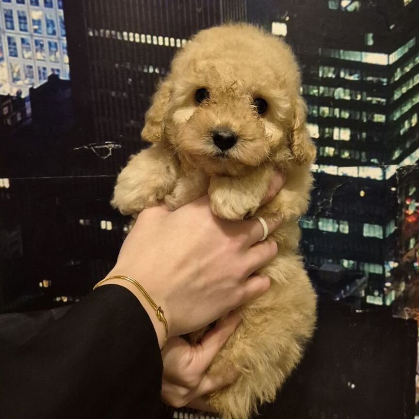 Той-пудель, щенок