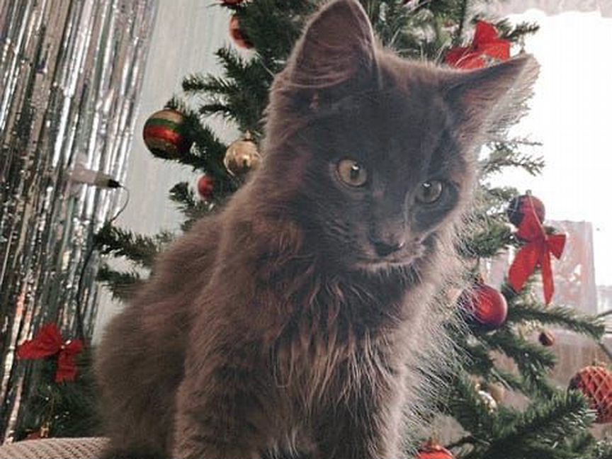 Котенок Бакс