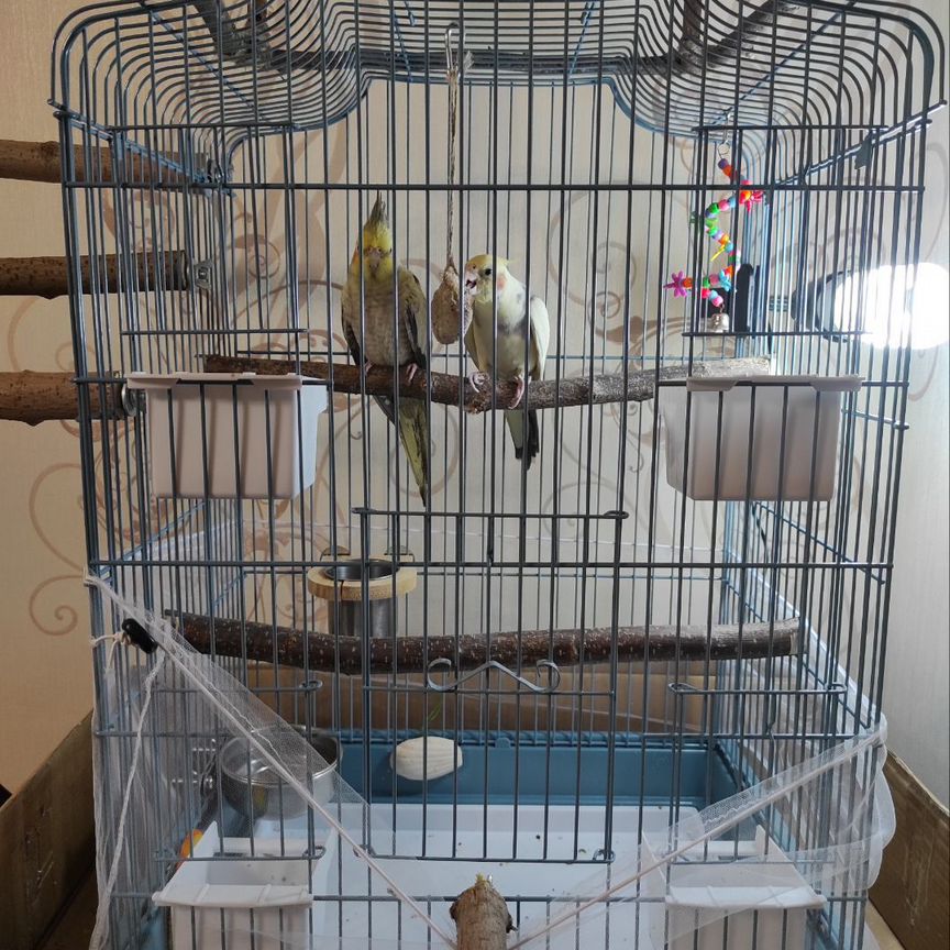 Попугай корелла с клеткой