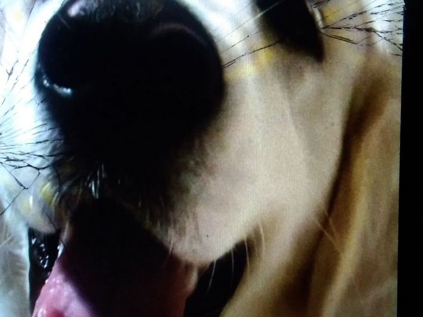 Золотистый ретривер