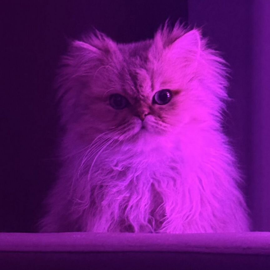 Персидский кот, вязка