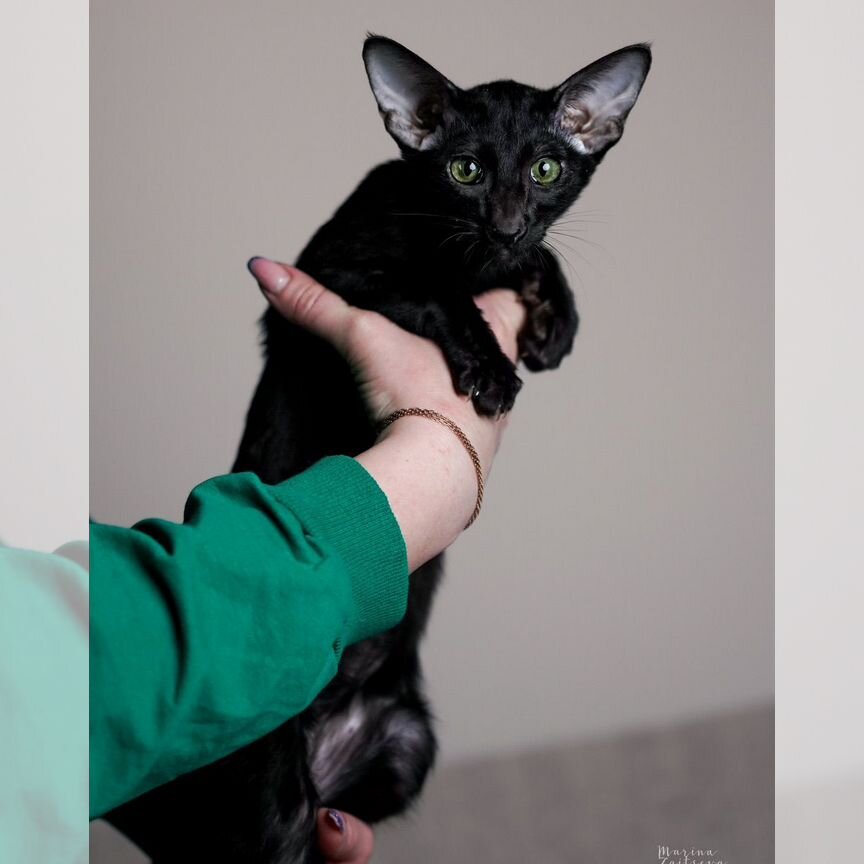 Ориентальный котенок