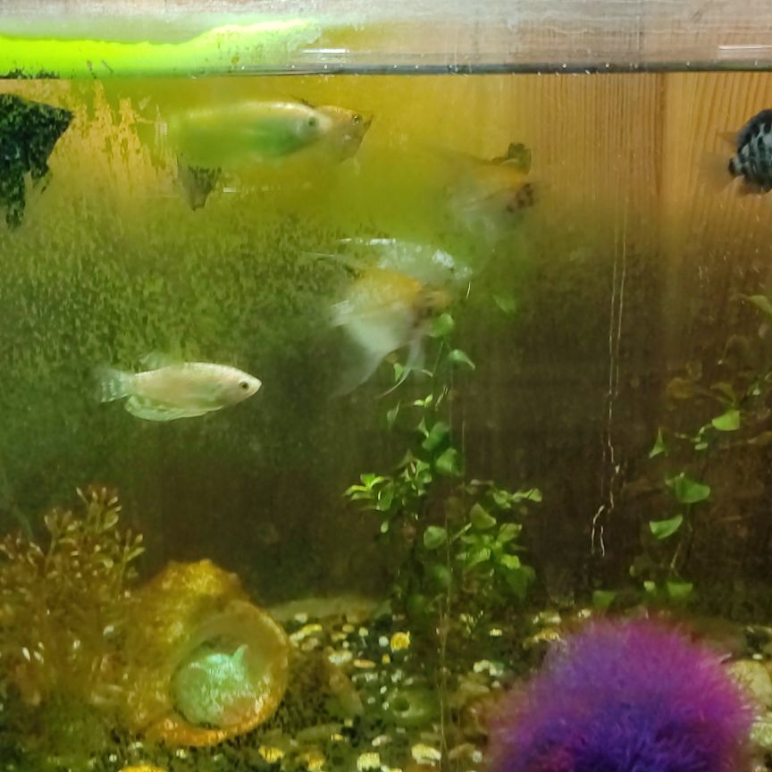 Аквариумные рыбки