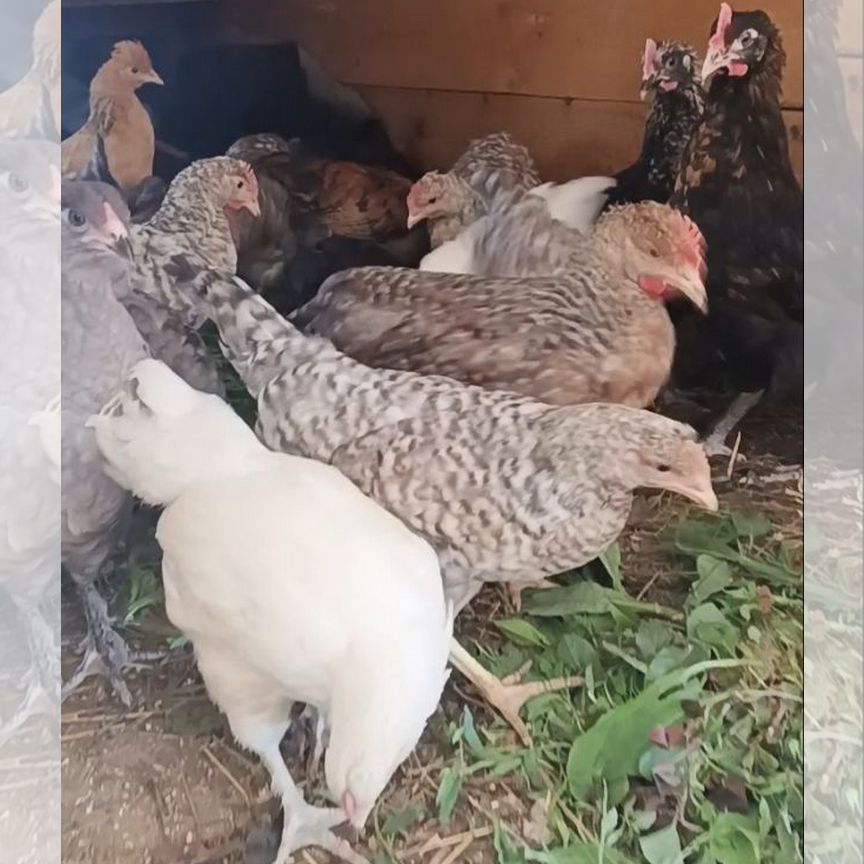 Петушки Маран, Оливэггер, Легбар