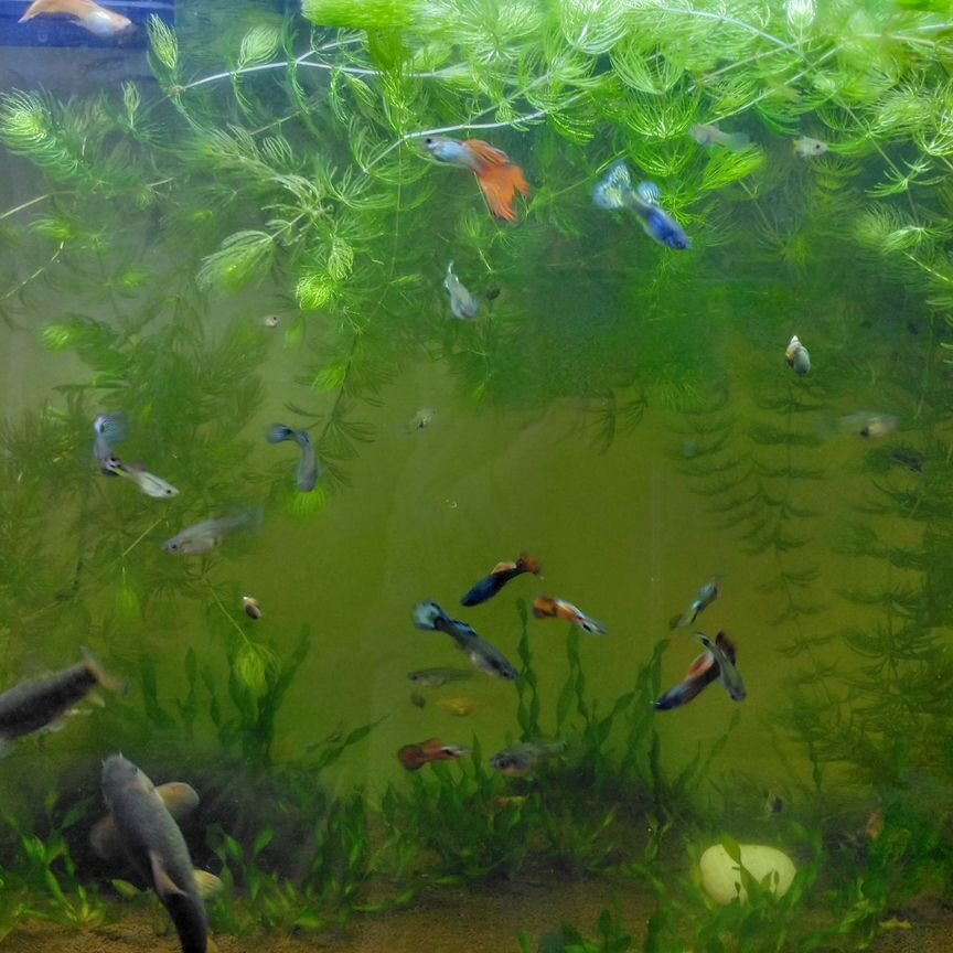 Аквариум 60 л. с тумбой и прочим инвентарем