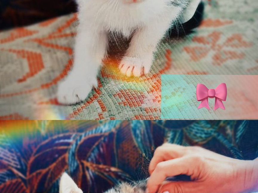 Котята в добрые руки, абсолютно бесплатно