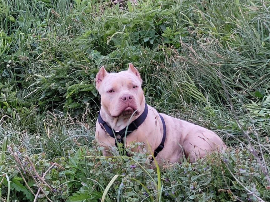 Амбулли покет