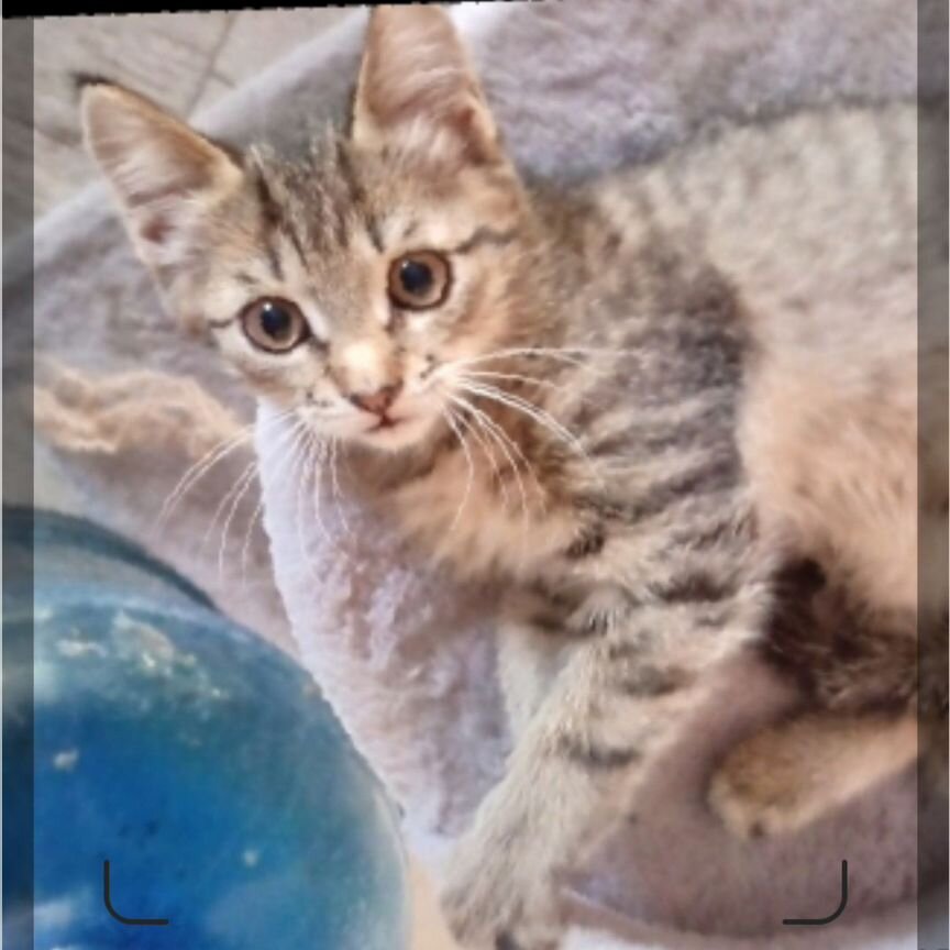 Котенок в добрые руки