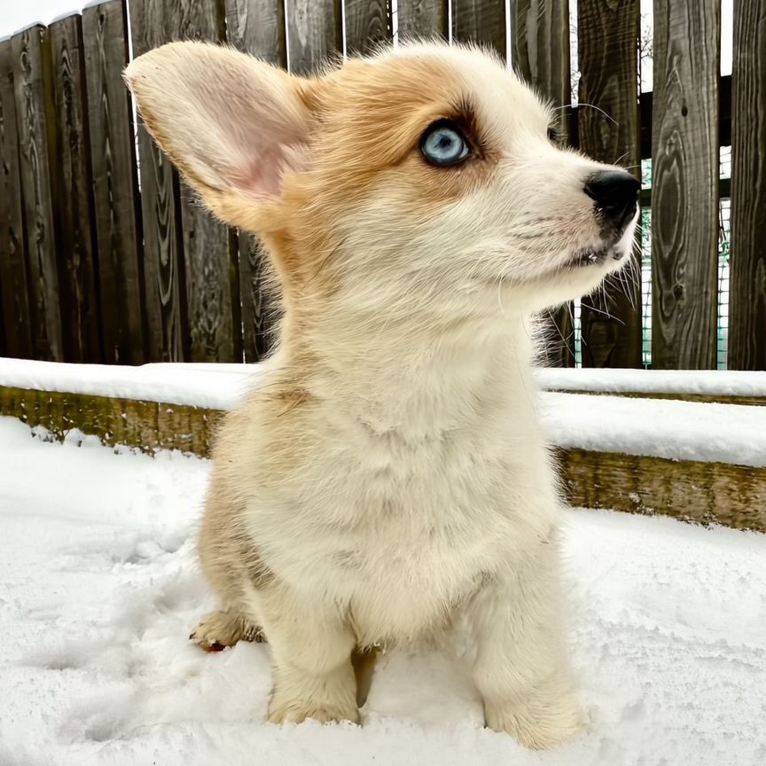 Вельш Корги Пемброк, щенок