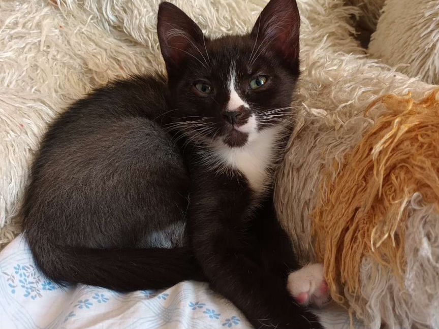 Анатолийская кошка