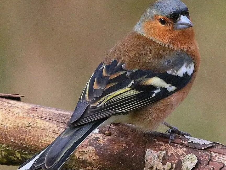 Продается певчий Зяблик