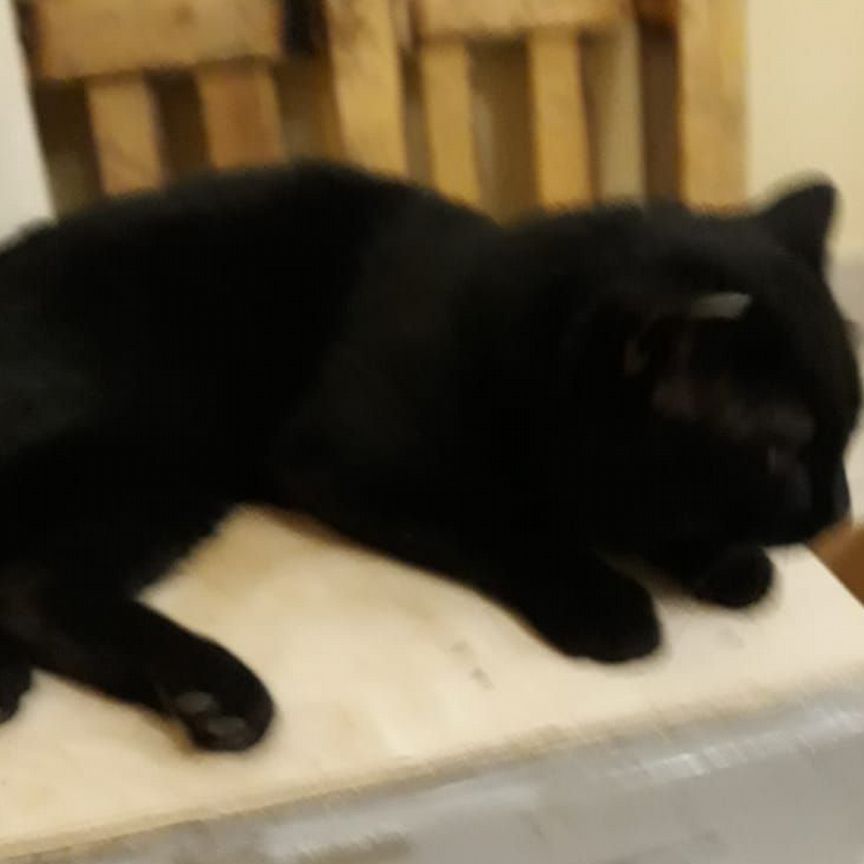 Нашли кота