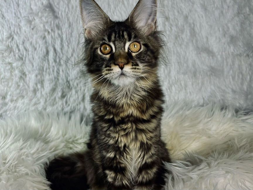 Кошечка