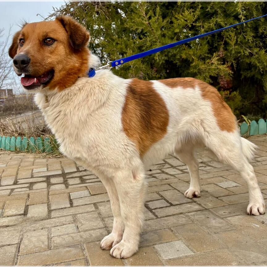 В поисках семьи хороший охранник и Друг