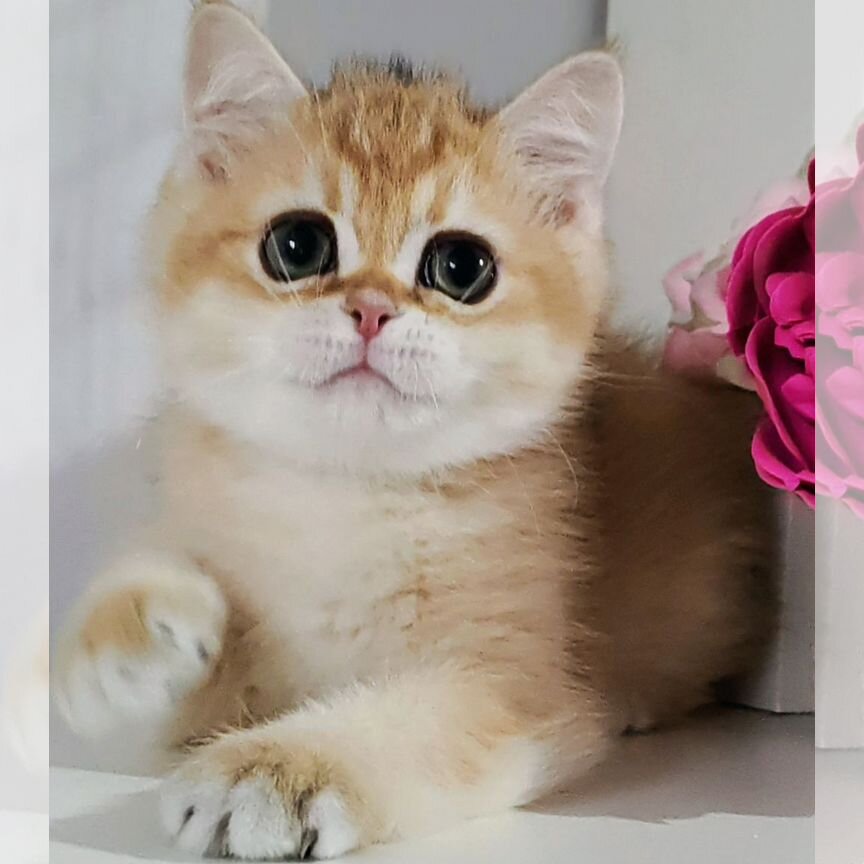 Британский короткошёрстный котёнок