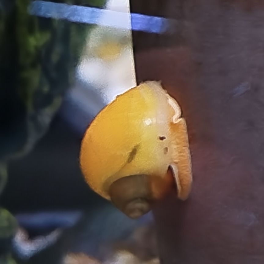 Улитки ампулярии