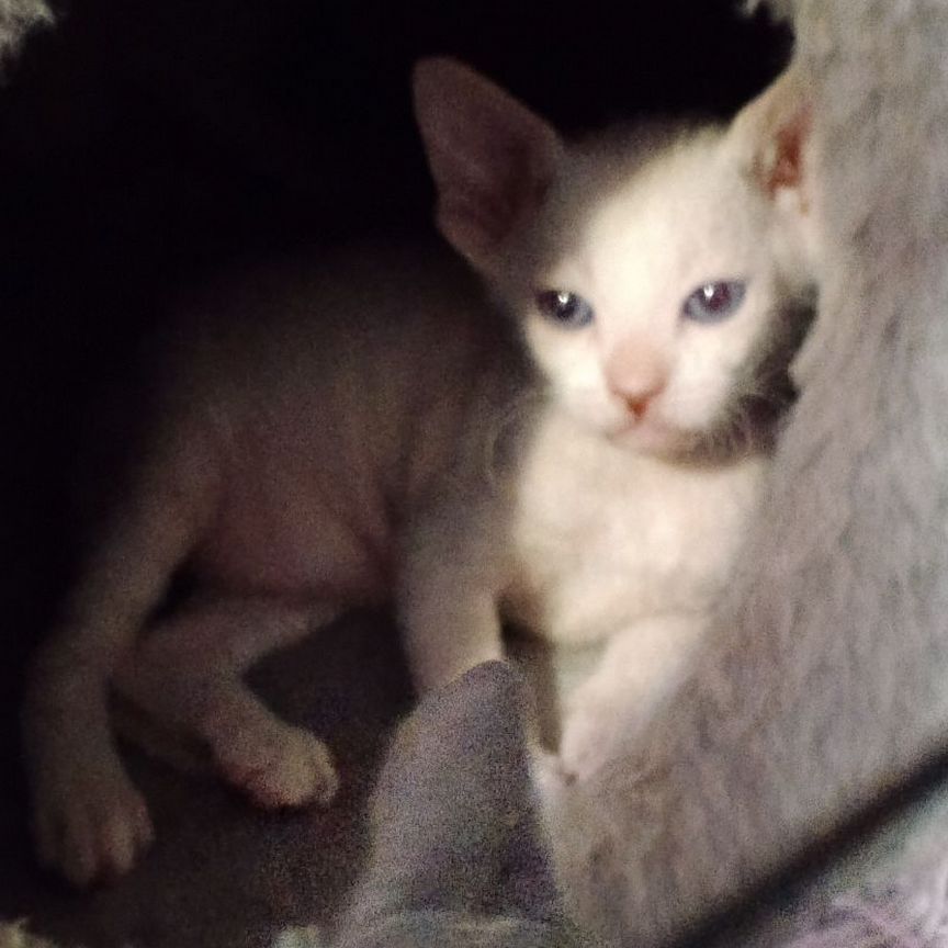 Донской сфинкс браш котята