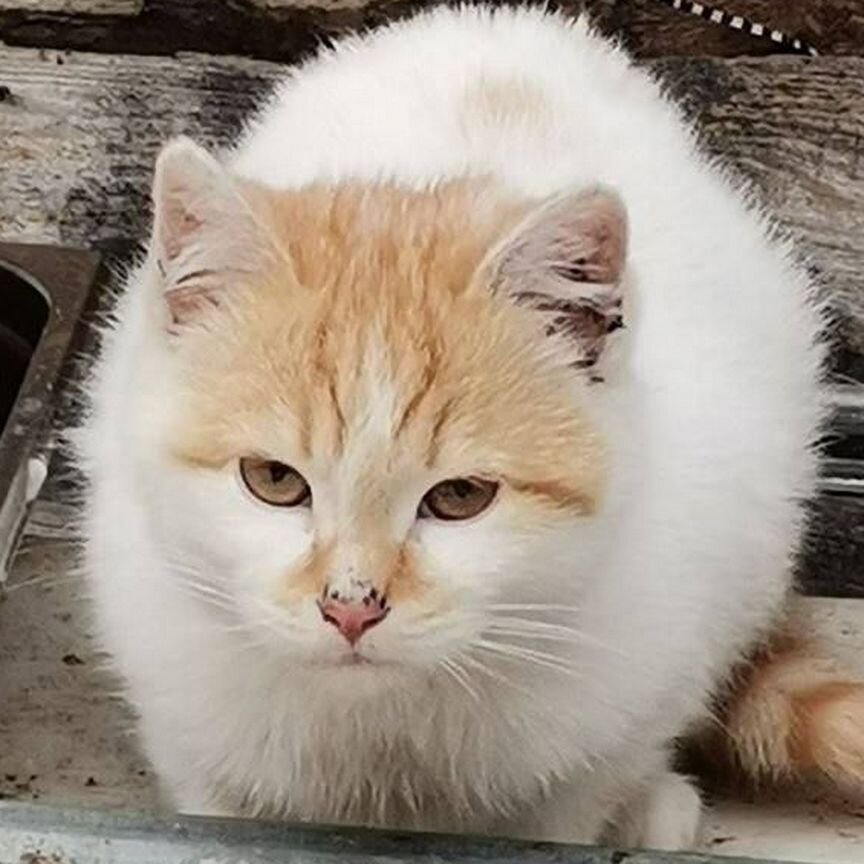 Котята ищут дом