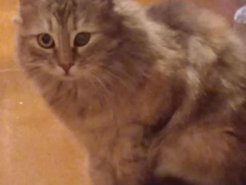 Кошечка Бусинка