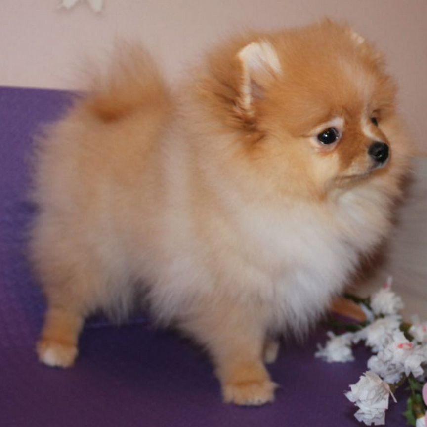 Померанский шпиц, щенок