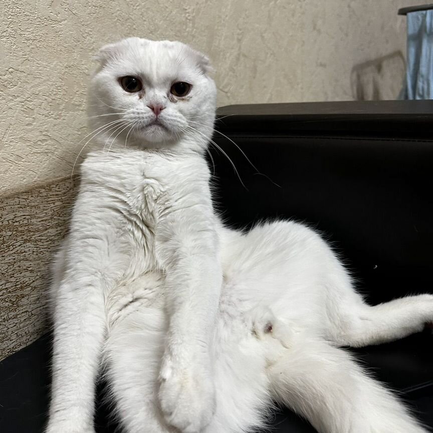 Шотландский кот на вязку