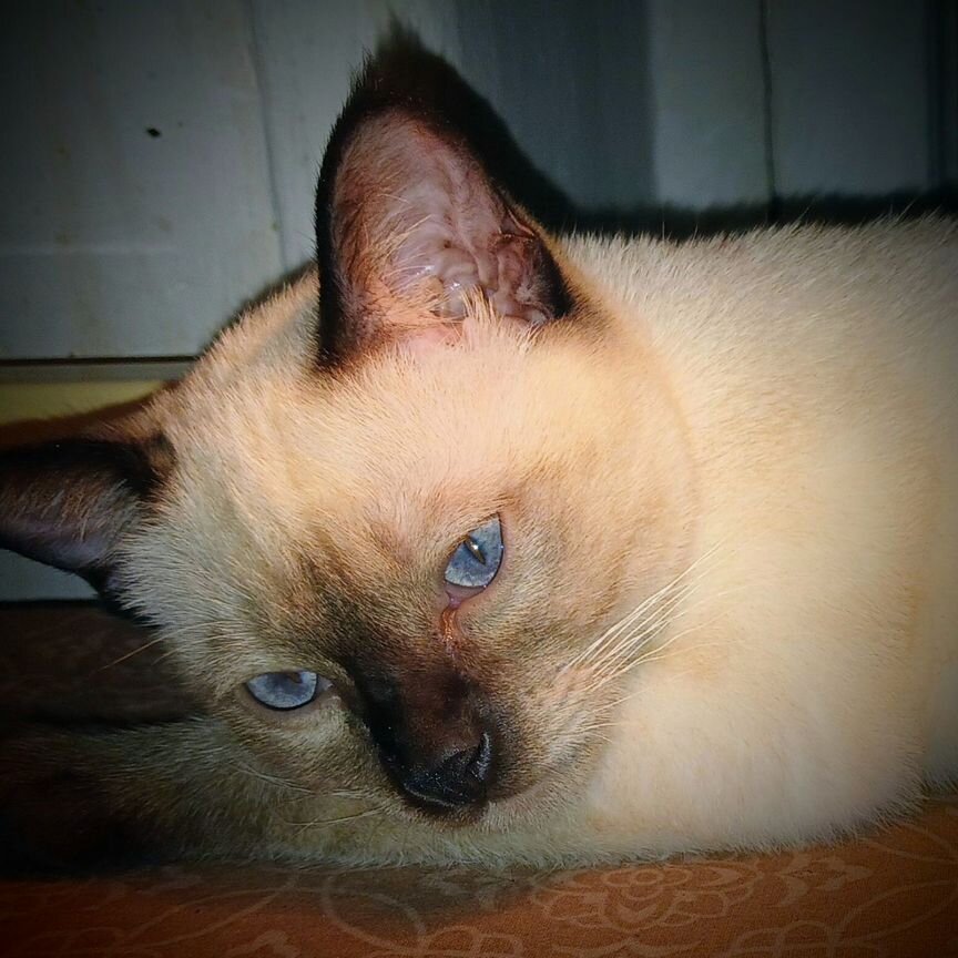 Котенок домашнийй