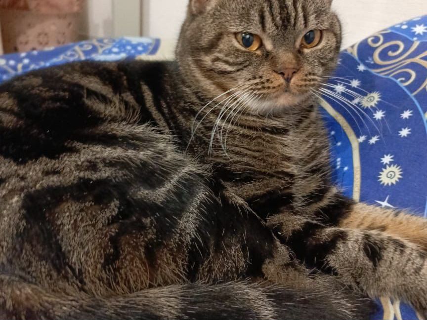 Кот шотландец