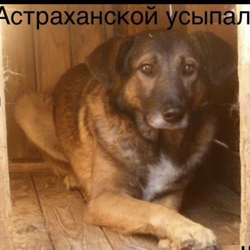 Спасите собаку с усыпалки