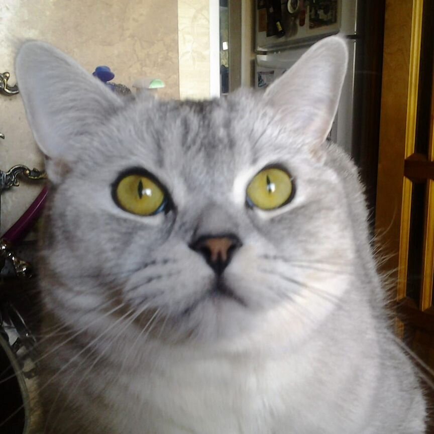Шотландская прямоухая кошка