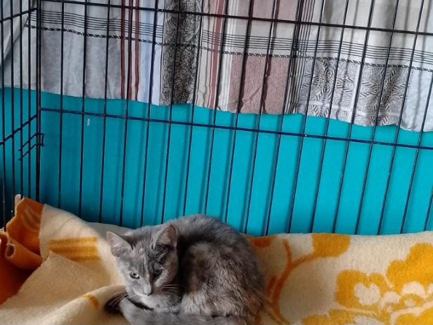 Кошка стерилизованная в дар