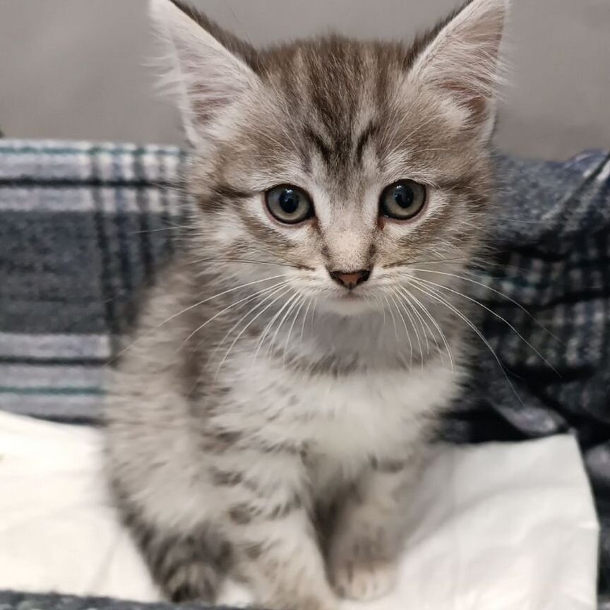 Шотландский вислоухий короткошёрстный котёнок