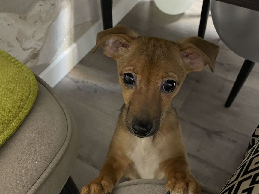 Метис Джек рассела терьера