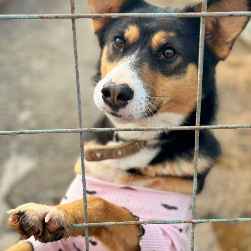 Щенок Фиалка спасите из приюта