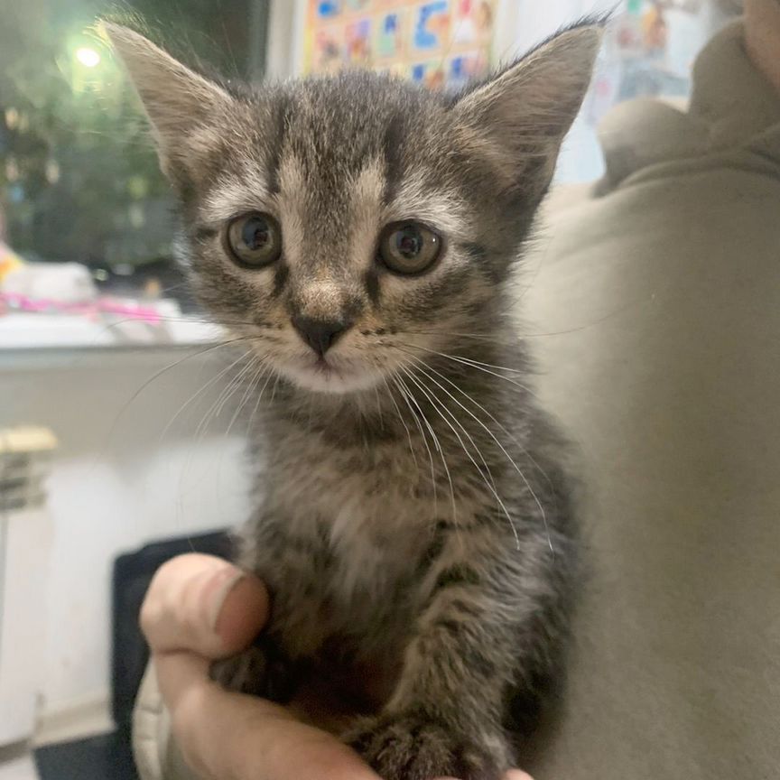 Котенок девочка 2 месяца