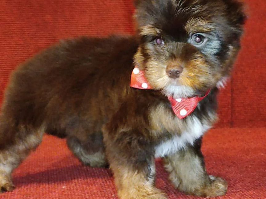 Шоколадный мачо