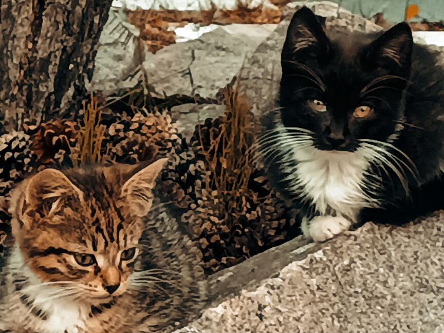 Котята в добрые руки