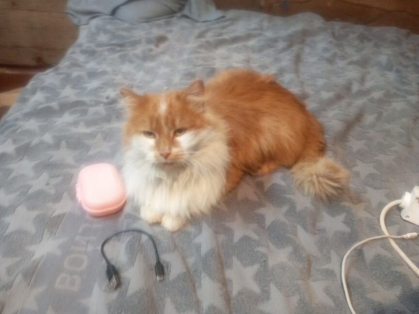 Котиков подбросили к магазину