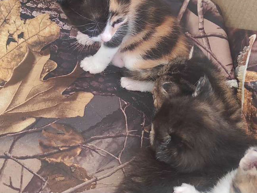 Котята в добрые руки