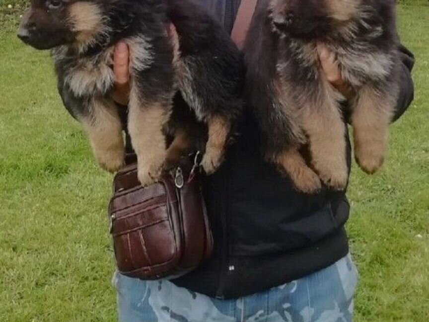 Щенки немецкой овчарки